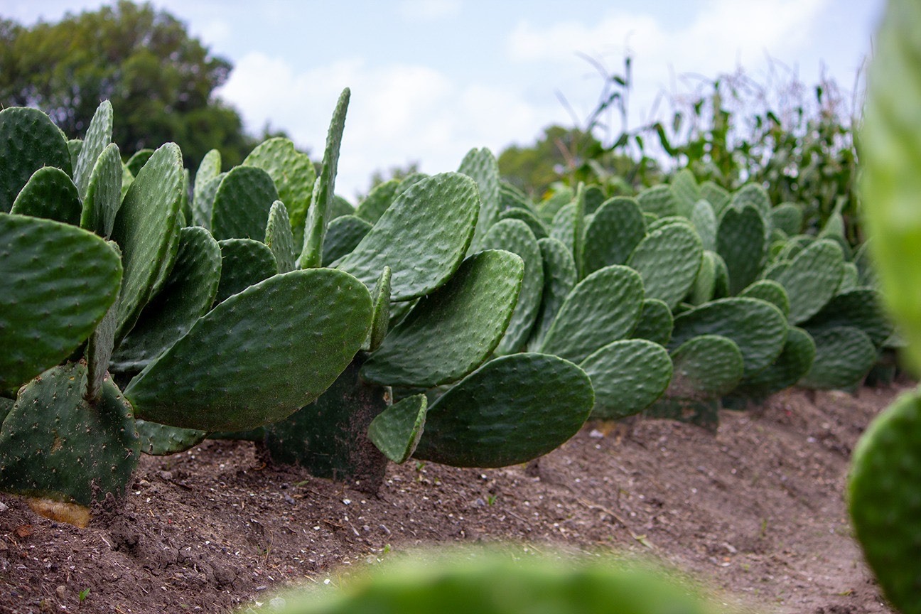 Potencia GEM Cultivo de Nopal, Emblema de Resiliencia y Alimento ...